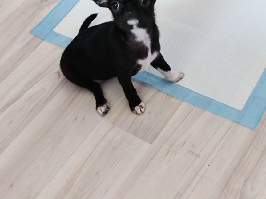 Щенки чихуахуа