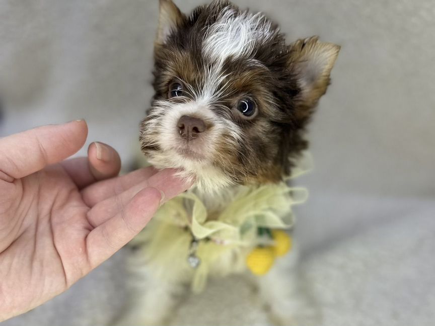 Мальчик, 2 мес