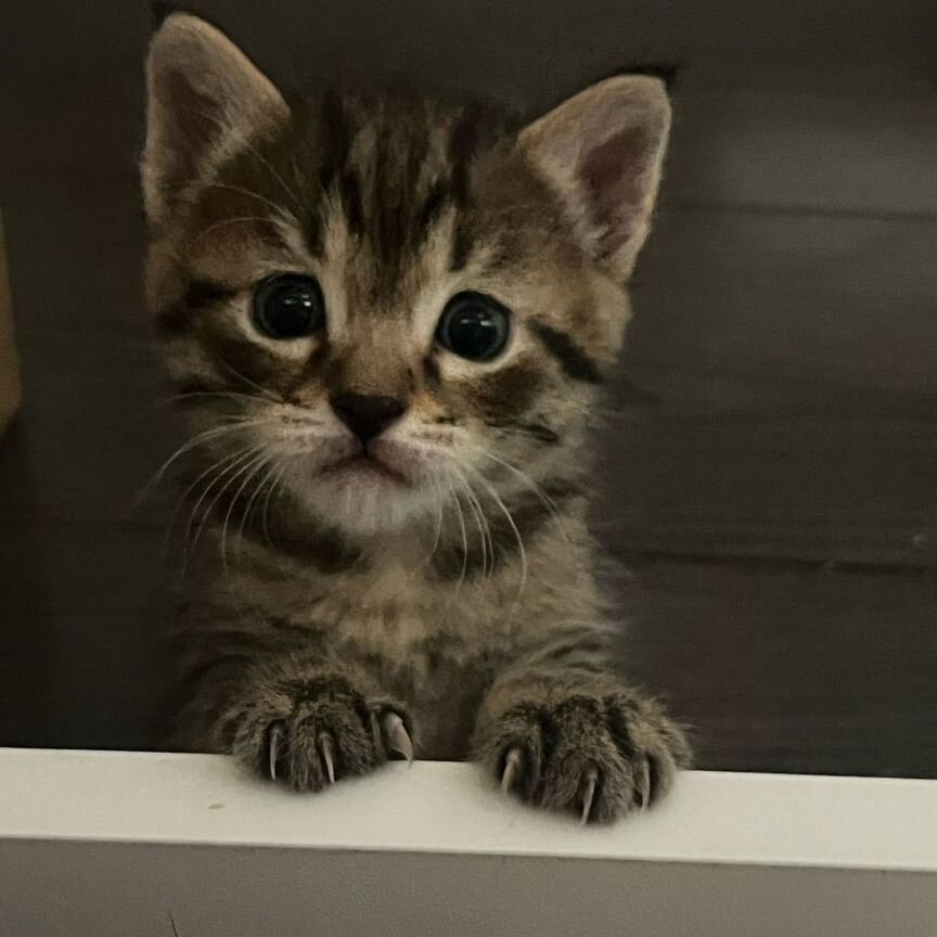Отдам котят в добрые руки