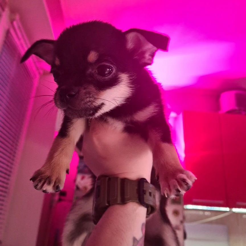Девочка чихуахуа 2 мес