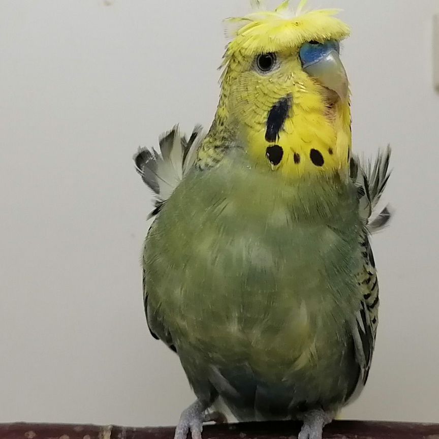 Хагоромо,волнистый попугай,самец