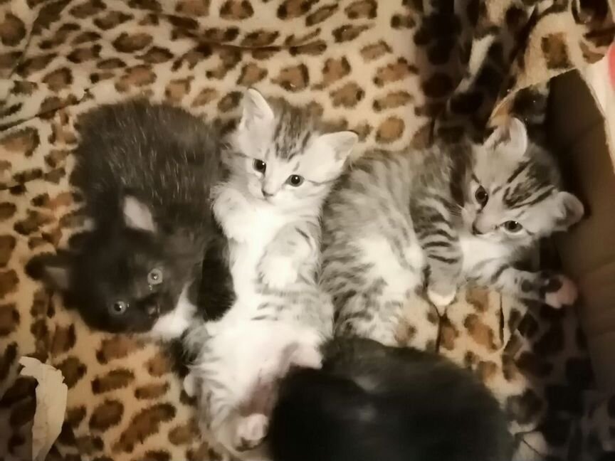 Лапусеньки-котятки в добрые руки