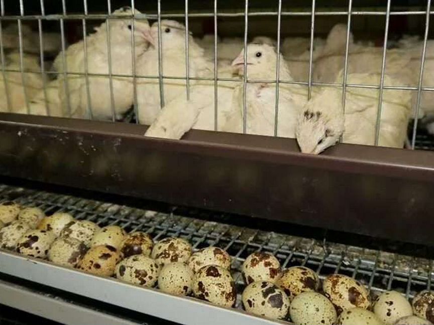 Техасский белый перепел тяжёлый