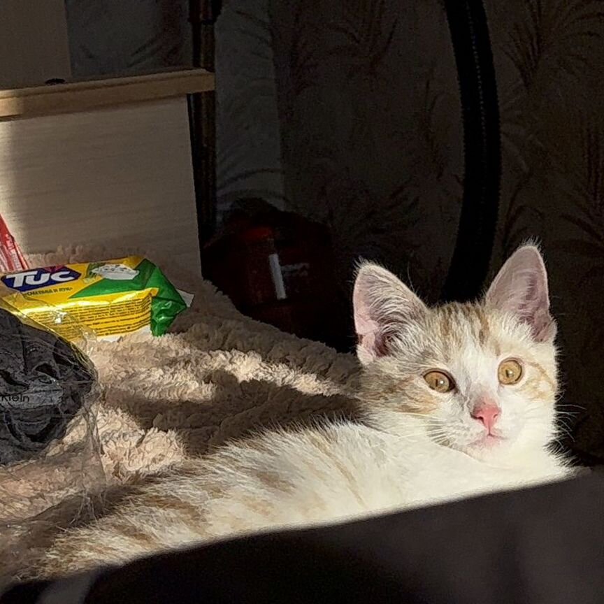 Взрослый кот в добрые руки