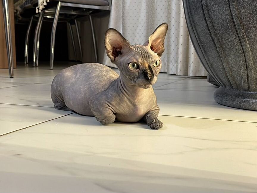 Бамбино (сфинкс) котенок