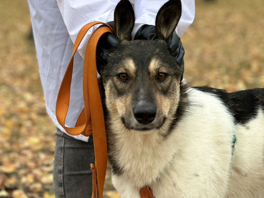 Собака в добрые руки