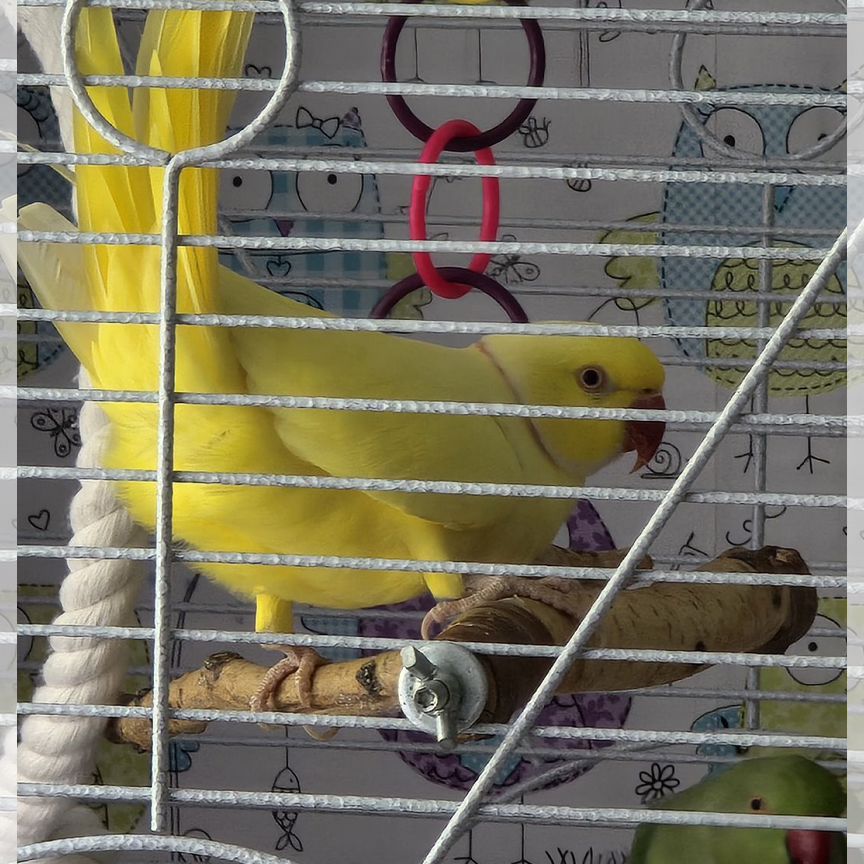 Ожереловый попугай