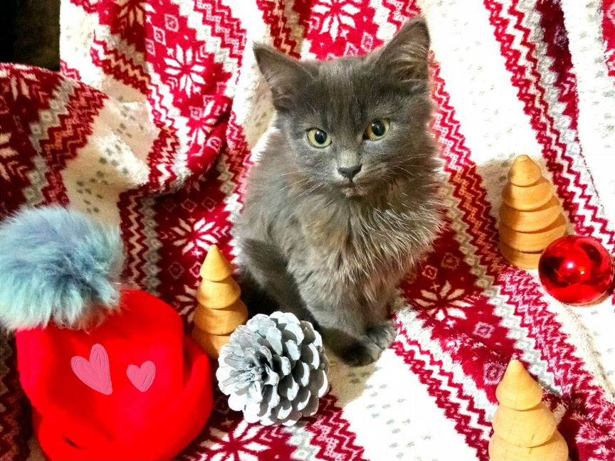 Чудо кошечка к Новому году