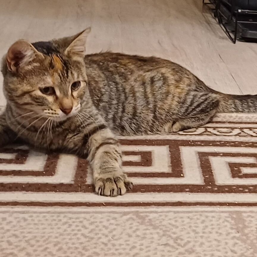 Котенок 4 мес лучшим хозяевам