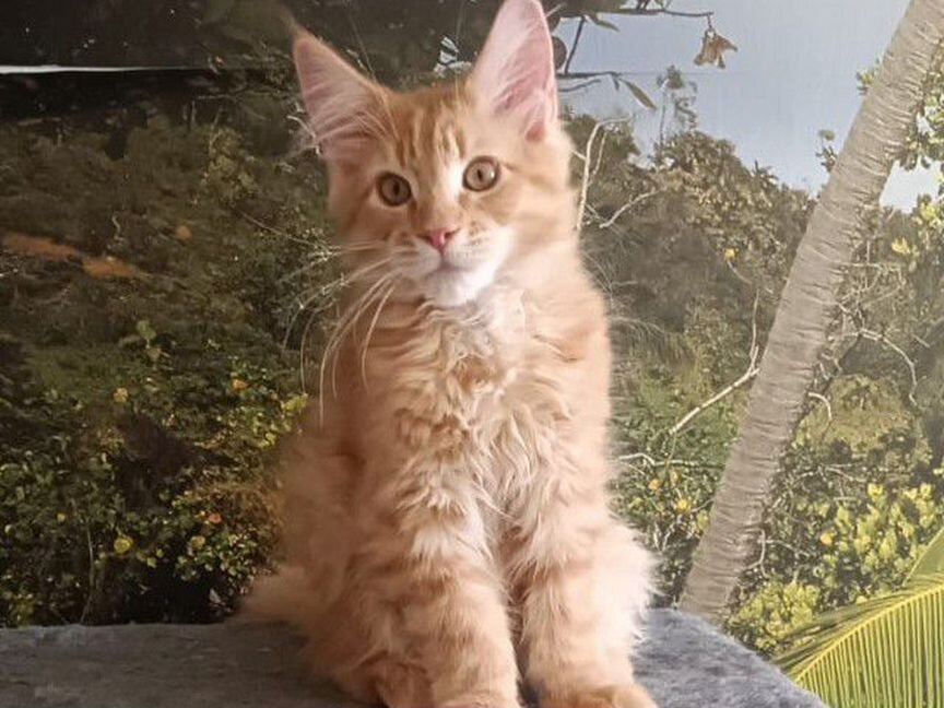 Котята мейн-кун