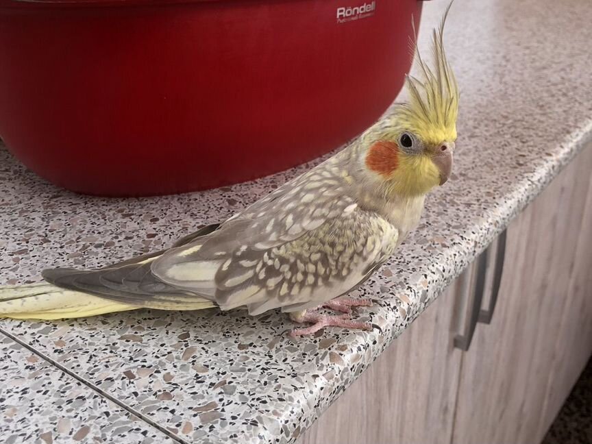 Попугай корелла