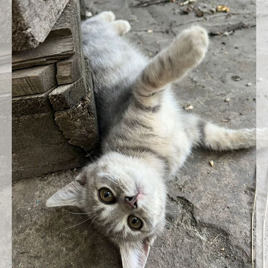 Котята в добрые руки