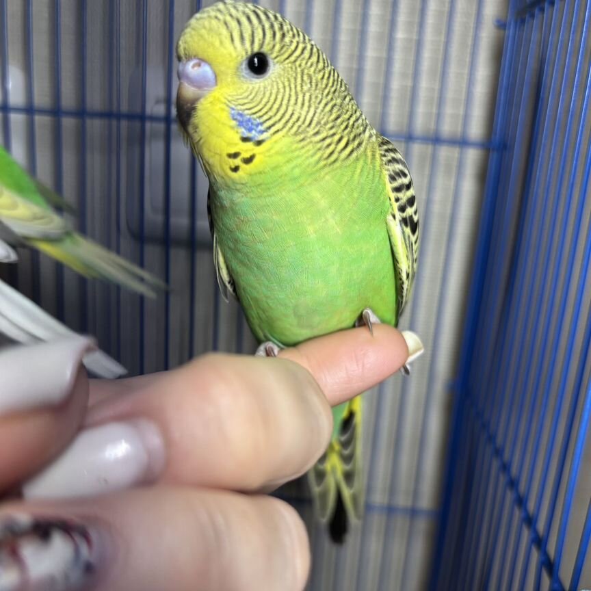 Волнистый попугай. Птенцы из гнезда