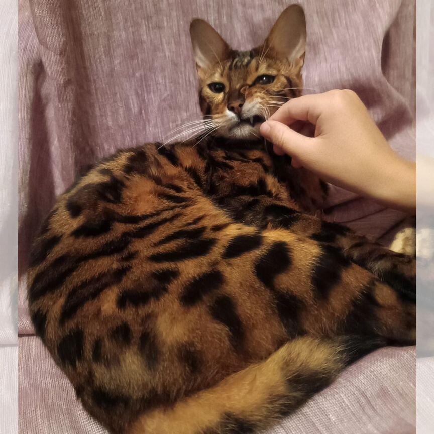 Бенгальская кошка