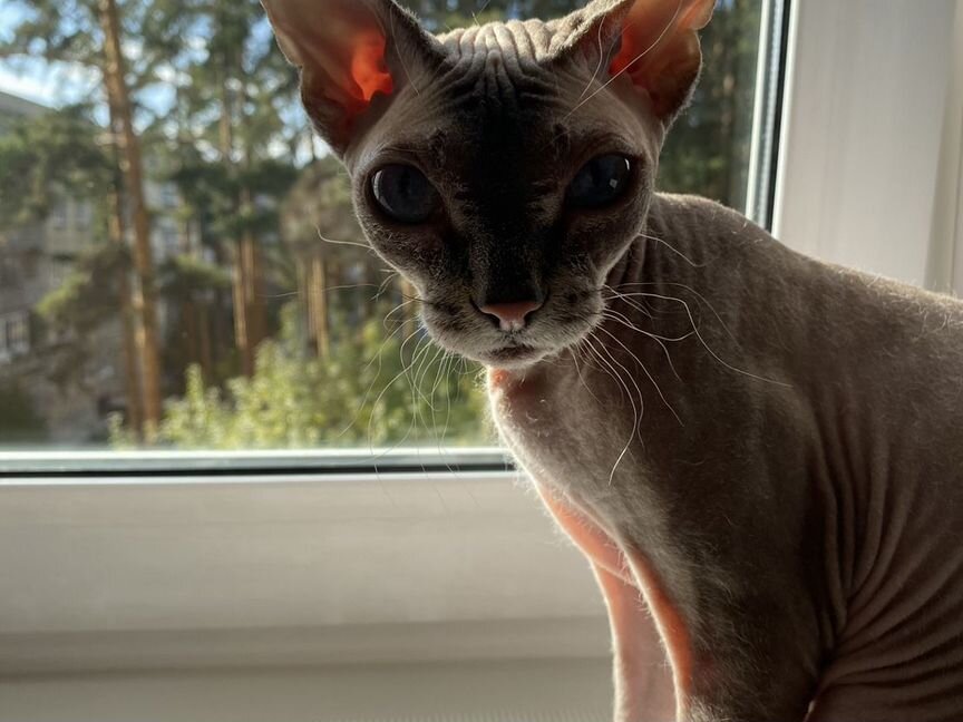 Донской сфинкс в добрые руки