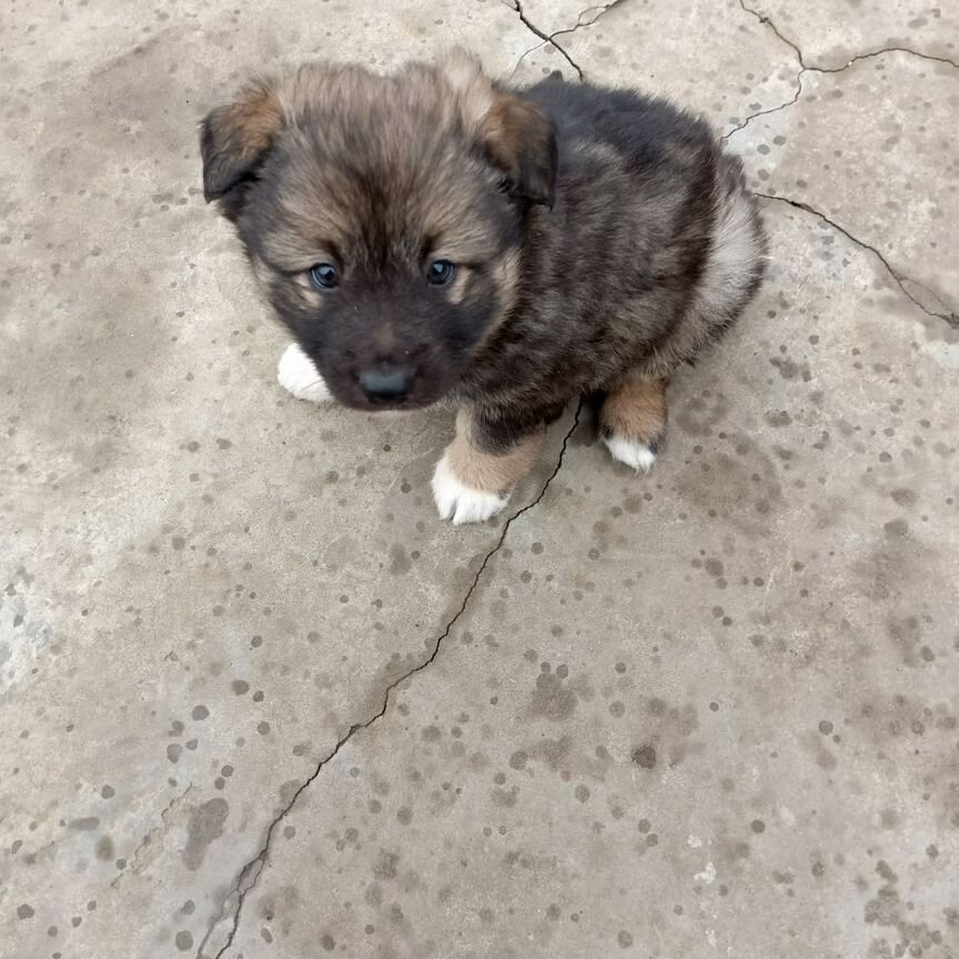 Звонок в добрые руки