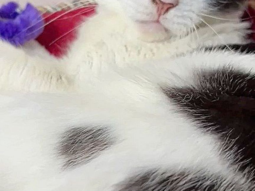 Нежный котик сирота и жерта человека ищет дом