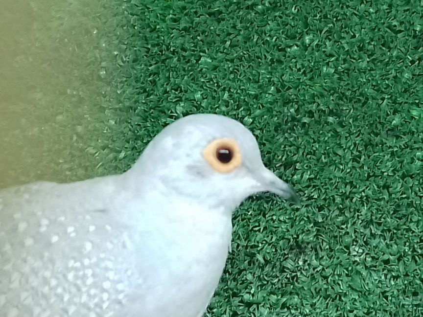 Бриллиантовая горлица