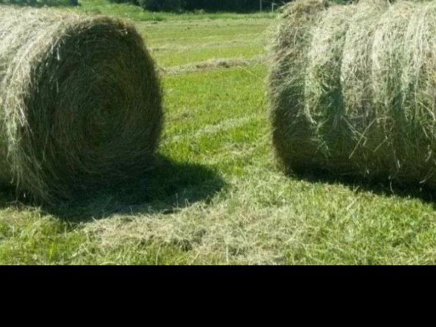Сено в рулонах