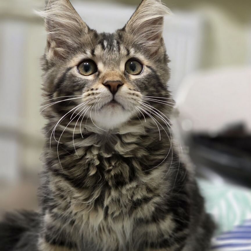 Мейн-кун котёнок