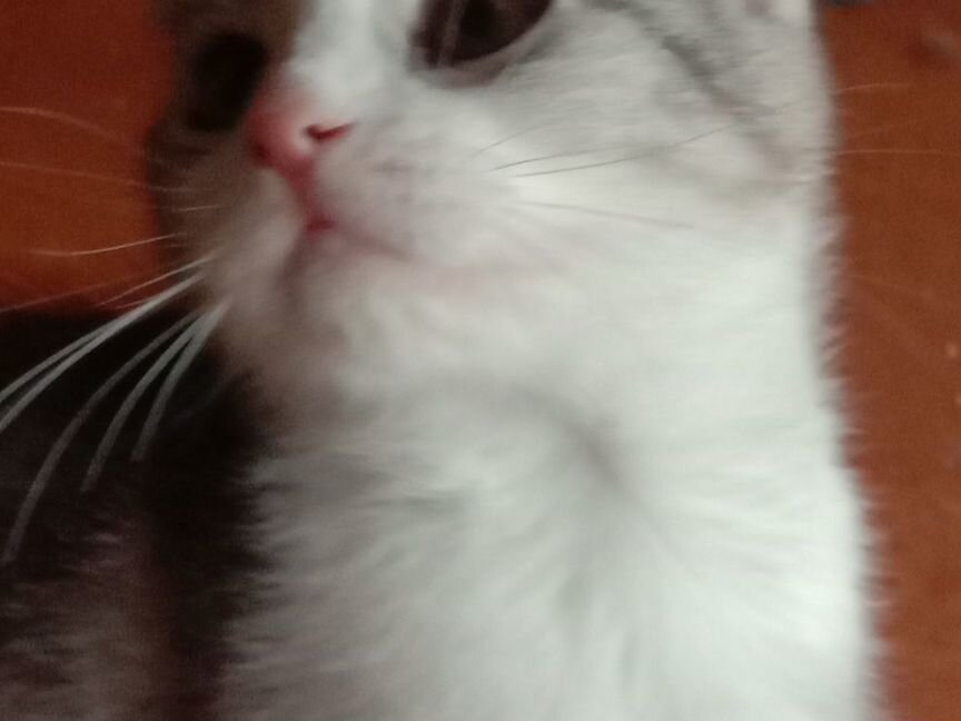 Феечка