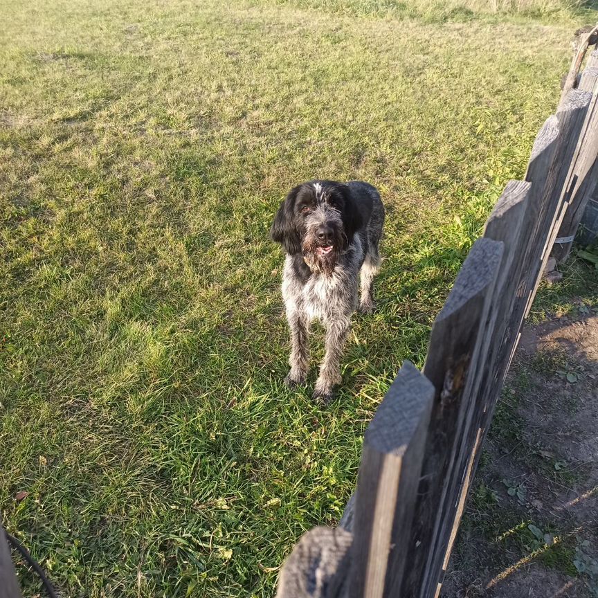 Собаки дратхар