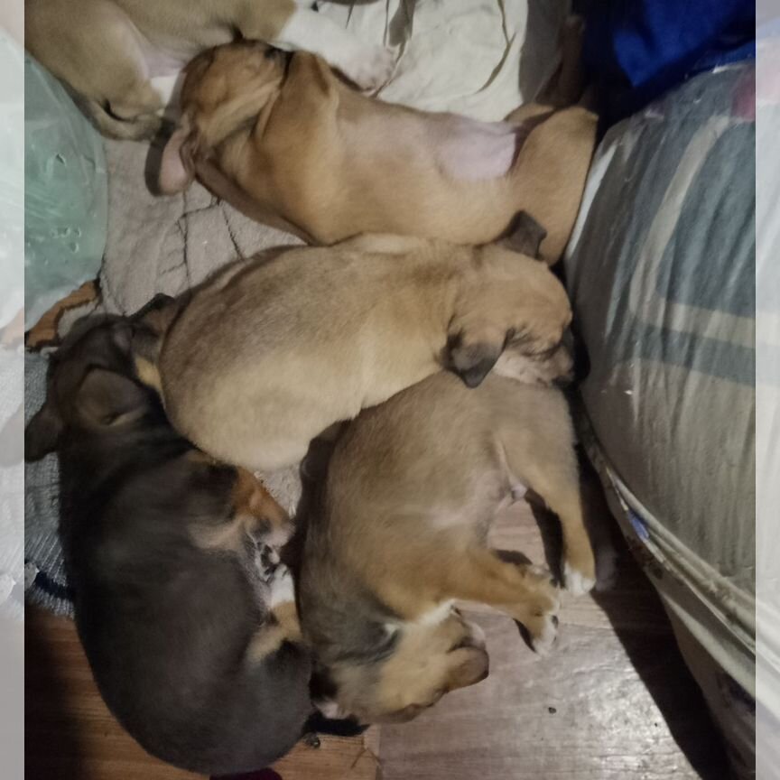 Джек-рассел-терьер, щенок