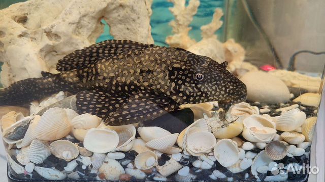 Парчевый сом