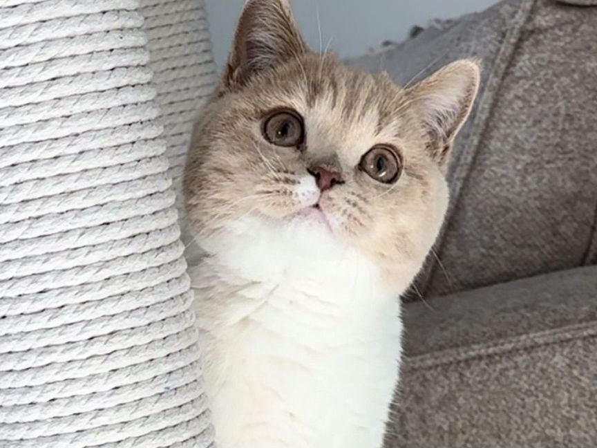 Британский котенок Санта