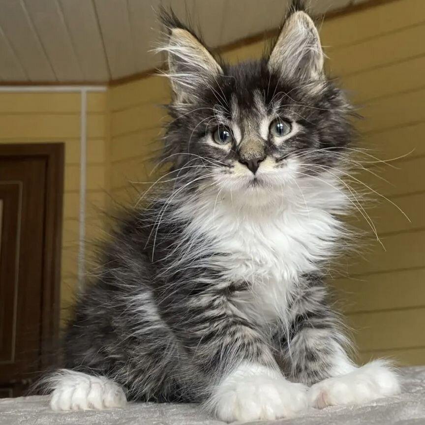 Мейн-кун котёнок