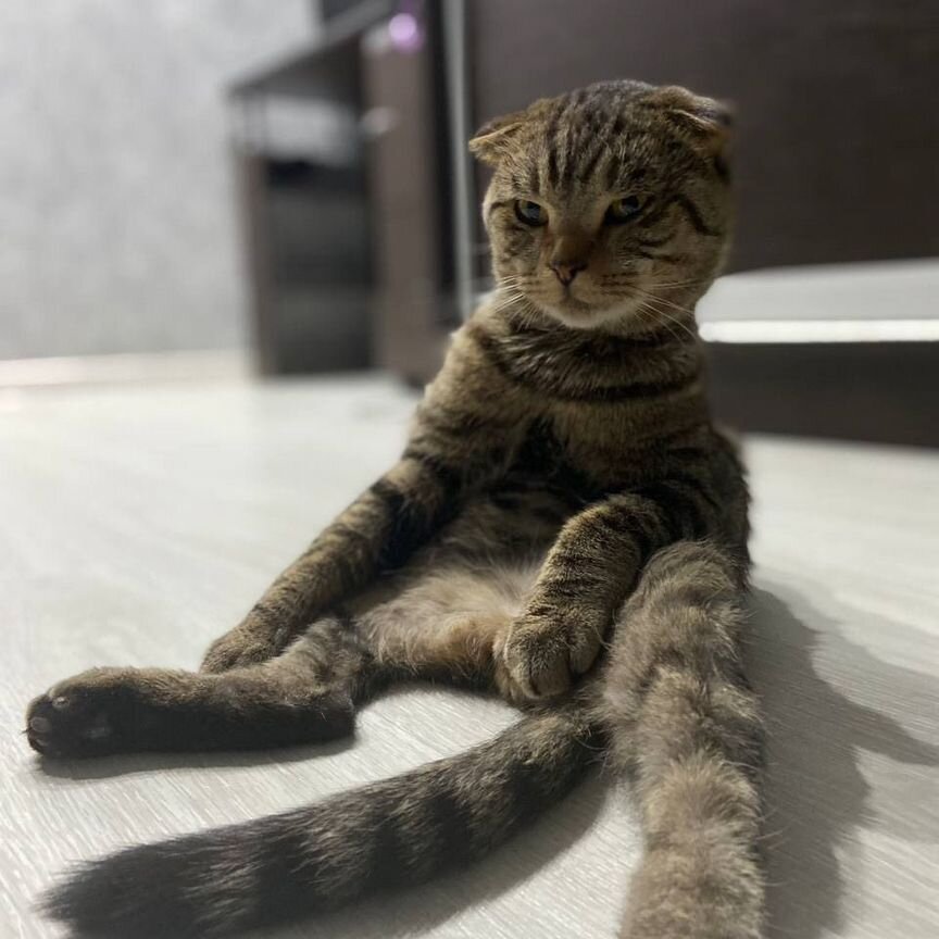 Британский вислоухий кот