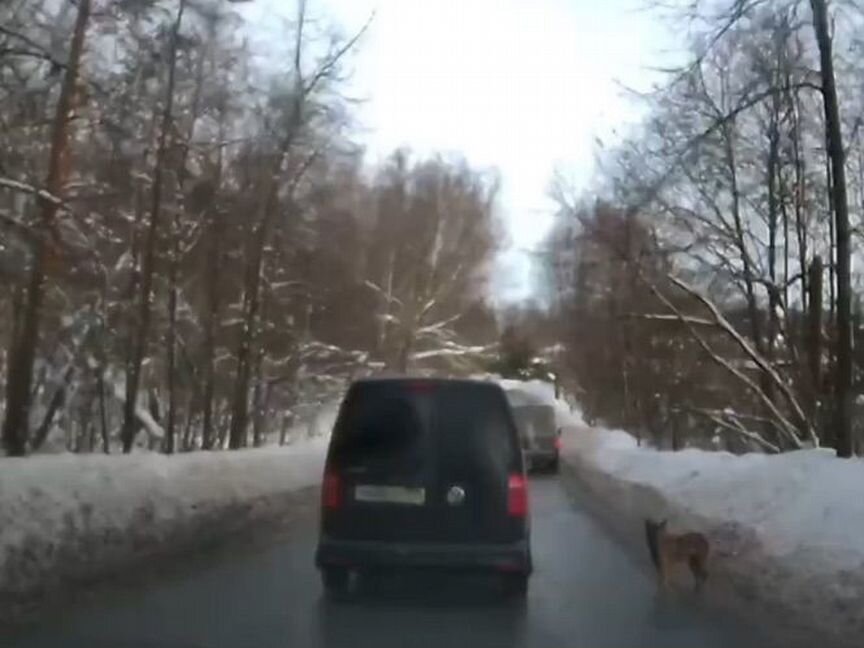 Собаку выбросили на дороге