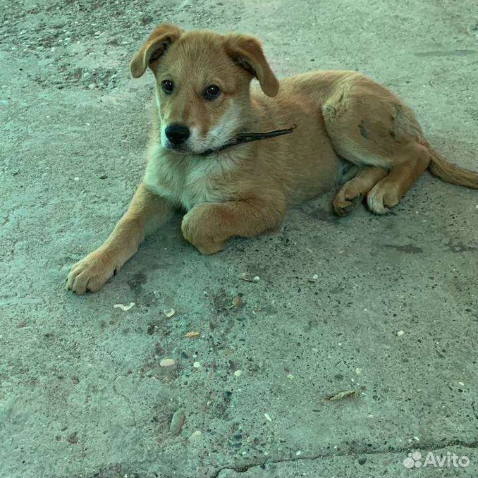 Фокс ищет дом