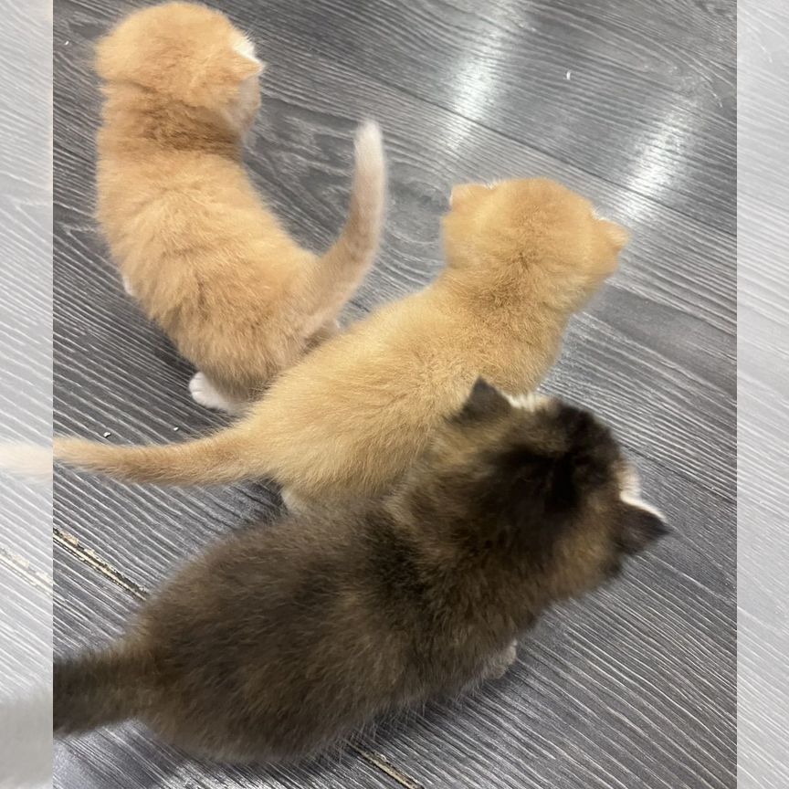 Шотландский вислоухий длинношёрстный котёнок