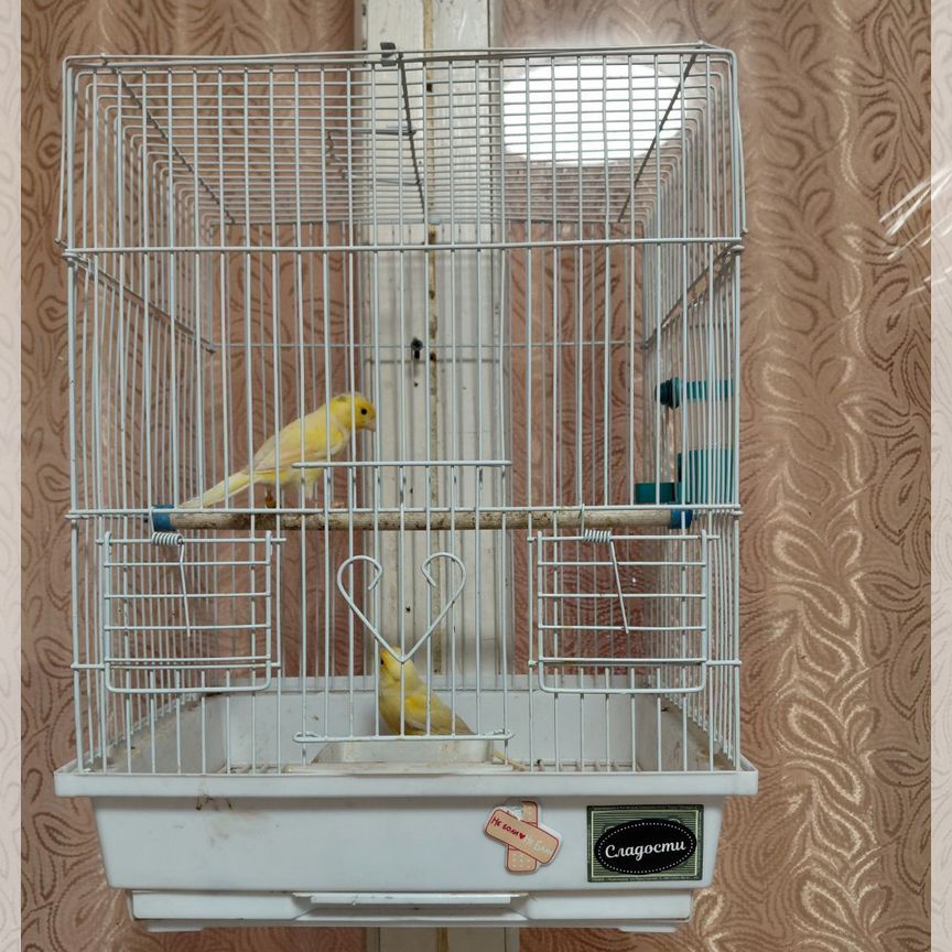 Кенарь и канарейка