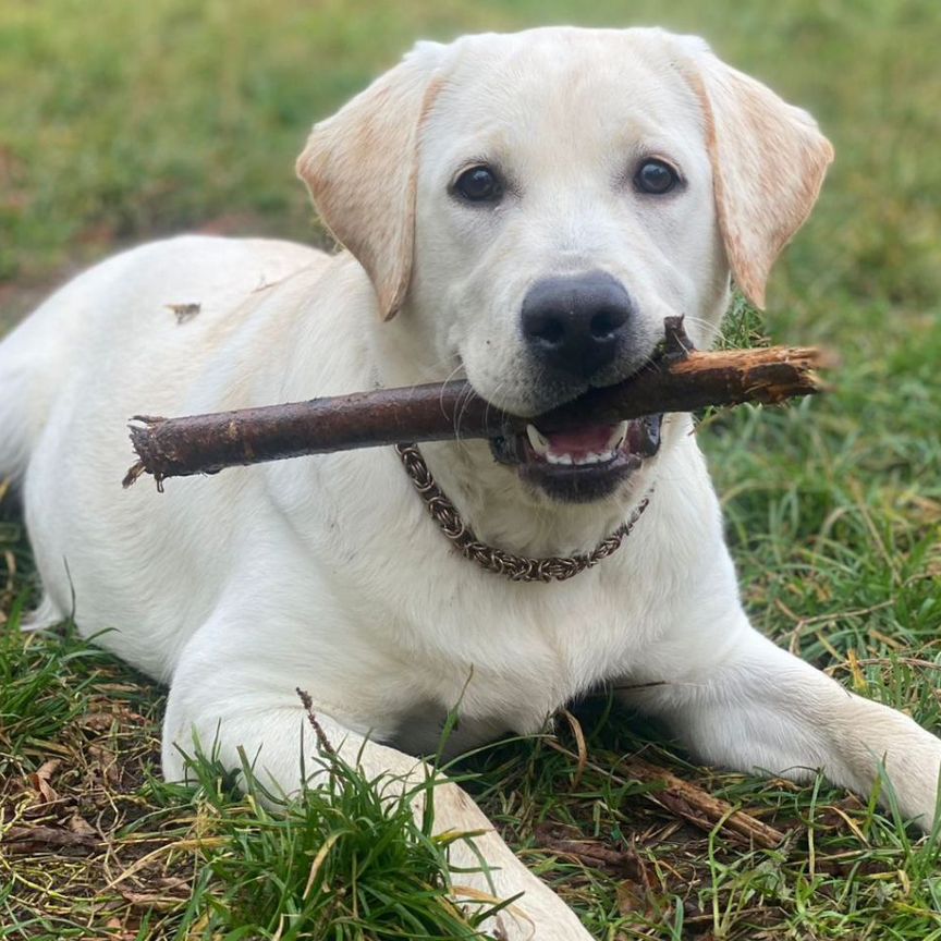 Лабрадор-ретривер, щенок