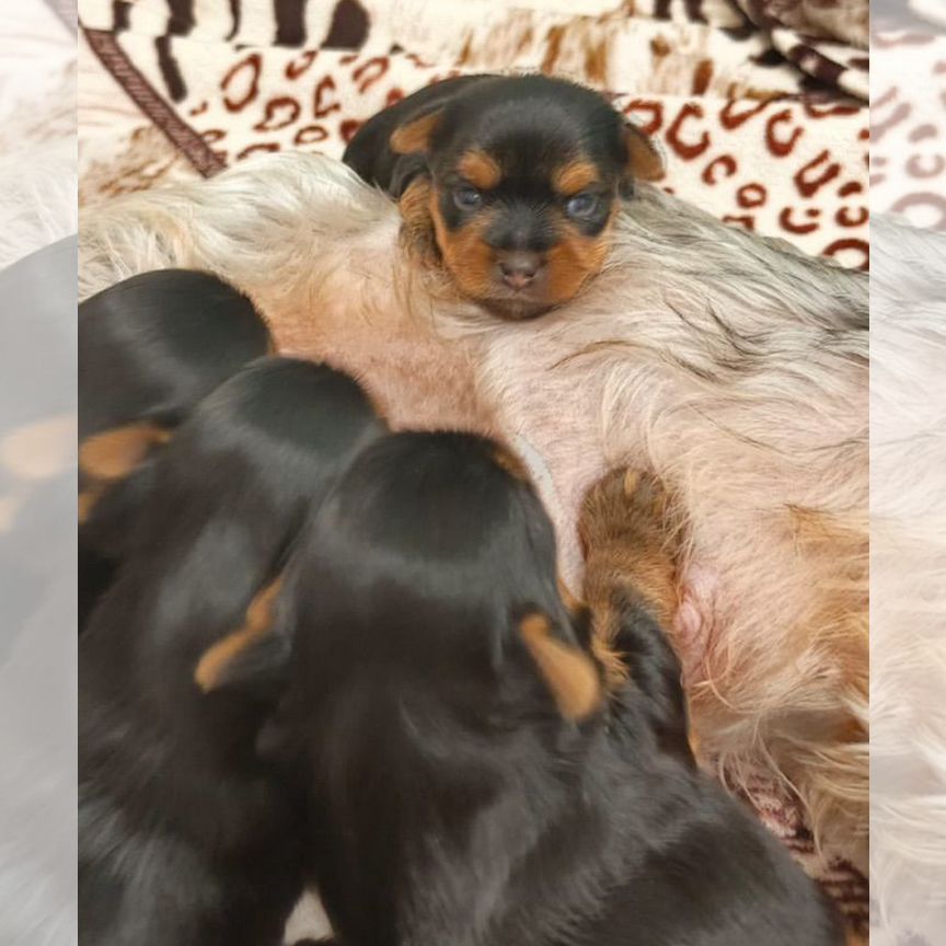 Йоркширский терьер, щенок