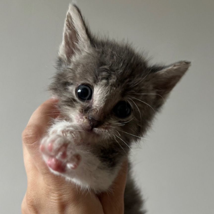 Котёнок в добрые руки