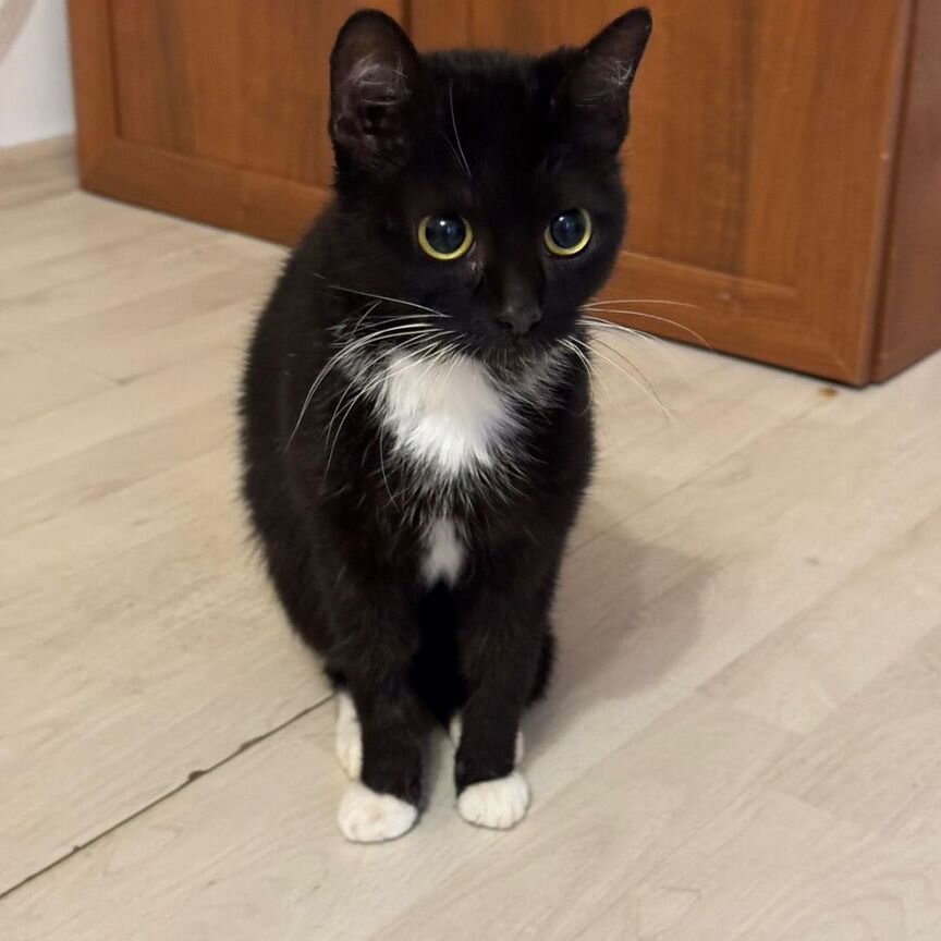 Кошка ищет дом