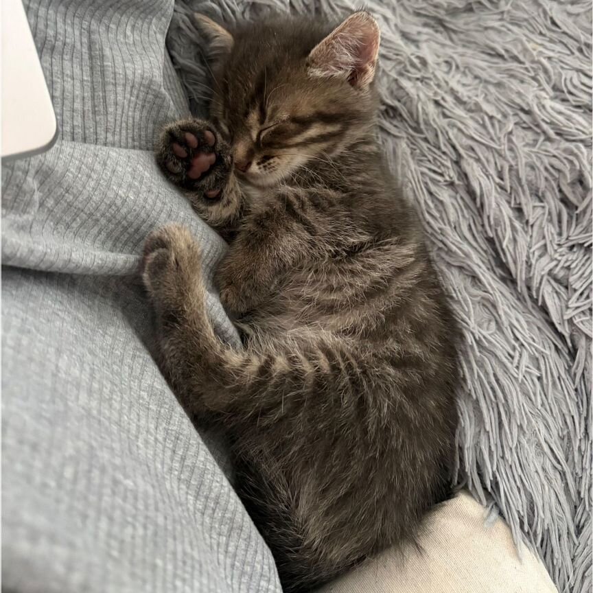 Котёнок в добрые руки