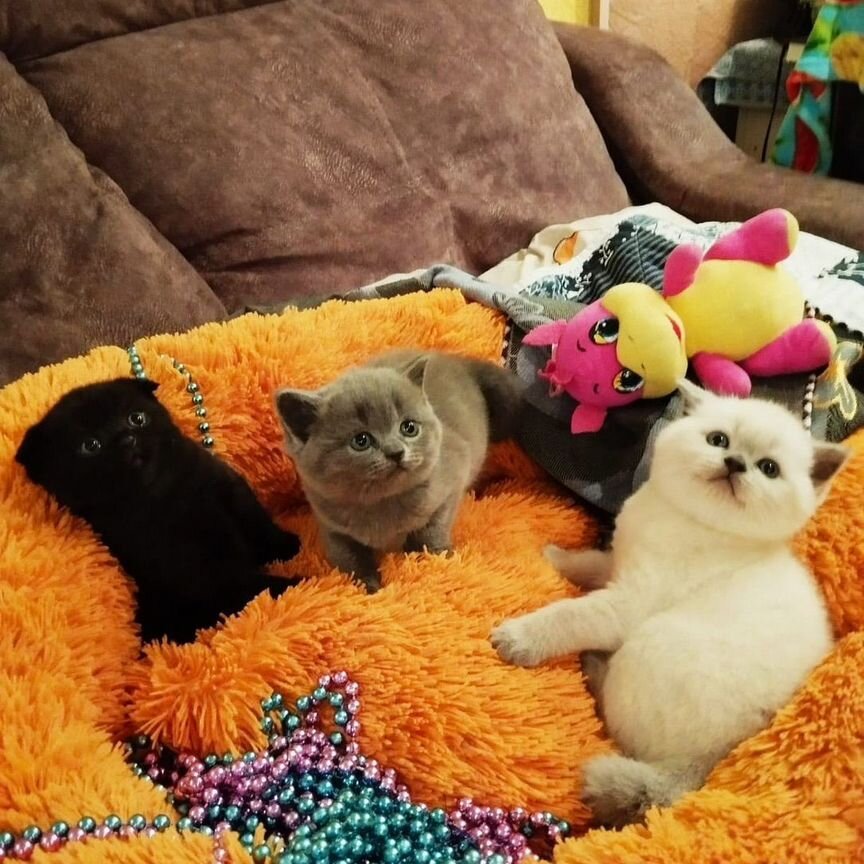 Шотландские котята
