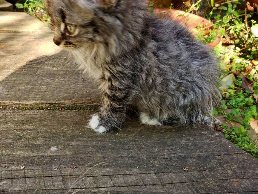 Котенок мальчик бесплатно