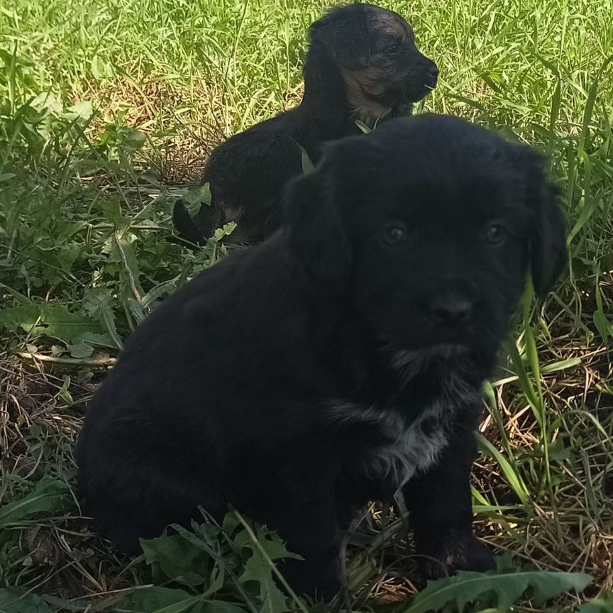 Щенки 1,5 месяца