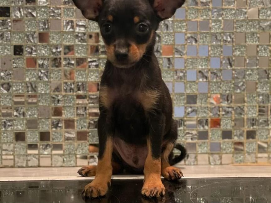 Той-терьер мини