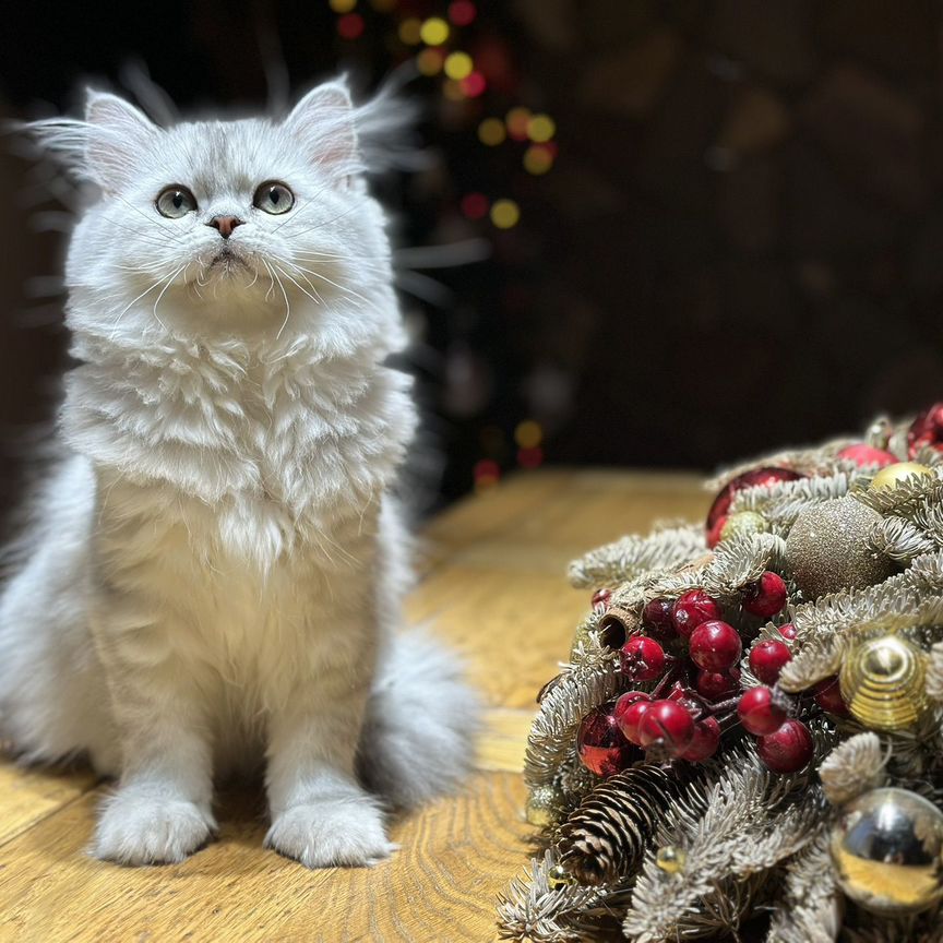 Котенок скоттиш хайленд-страйт