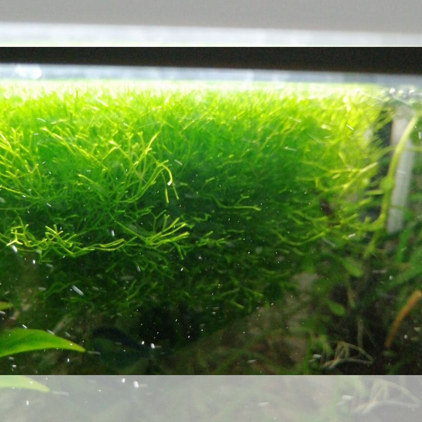 Мох и ломариопсис