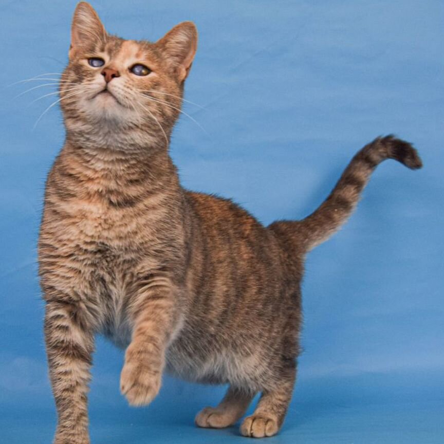 Слепая кошечка мечтает о доме