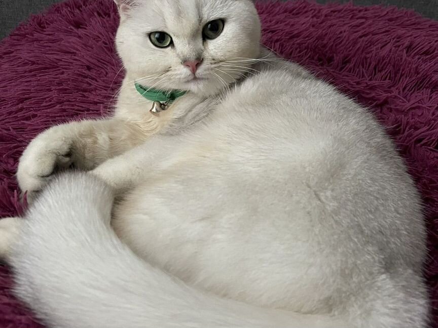 Британская серебристая шиншилла вязка