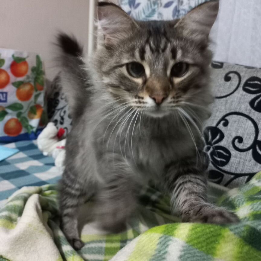 Кошка Рыся в добрые руки