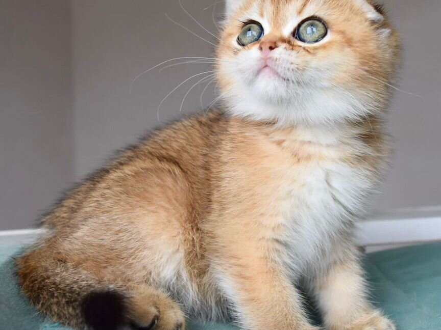 Вислоухие малыши